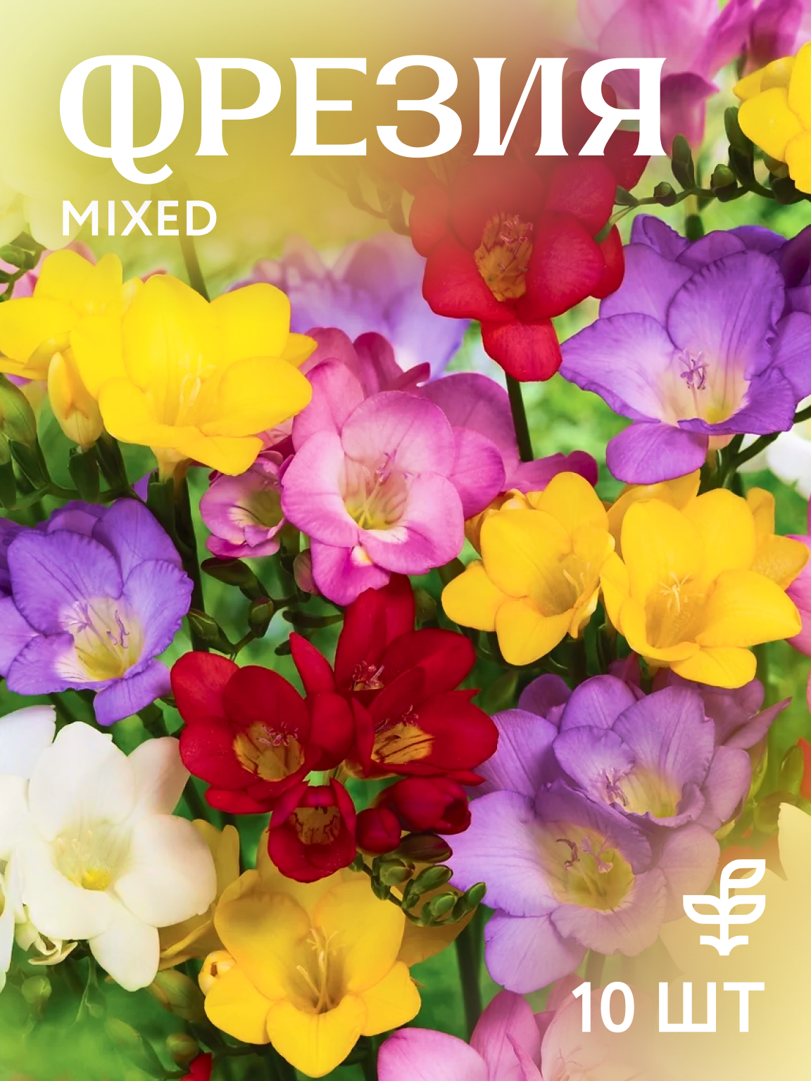 Фрезии луковицы многолетние крупноцветковые 10шт