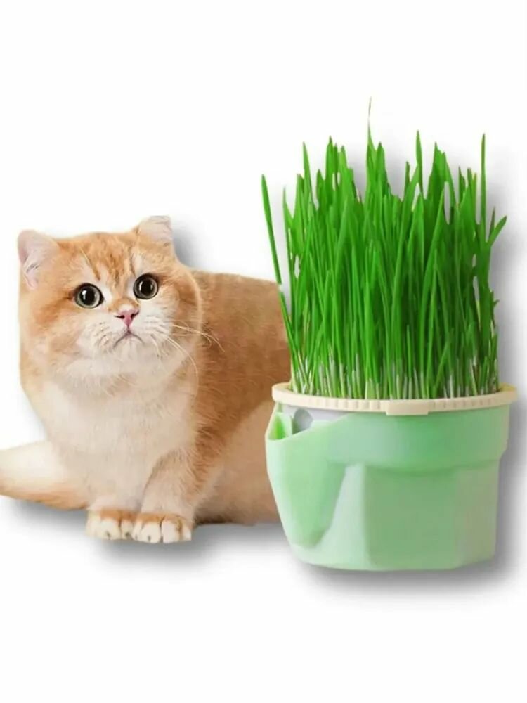 Кошка Трава