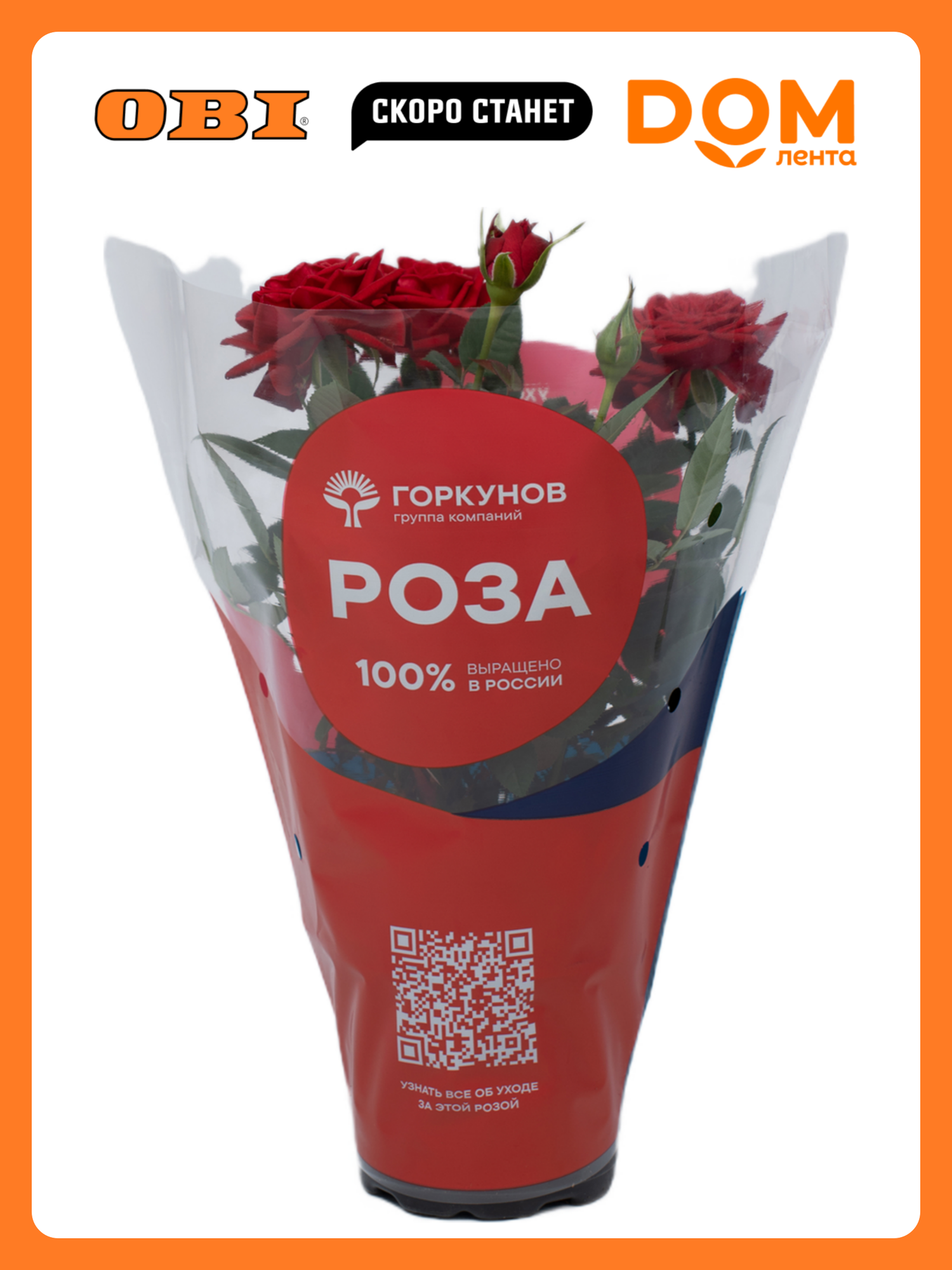 Роза Кордана, декоративно-цветущая, высота 30см, диаметр горшка 10,5см