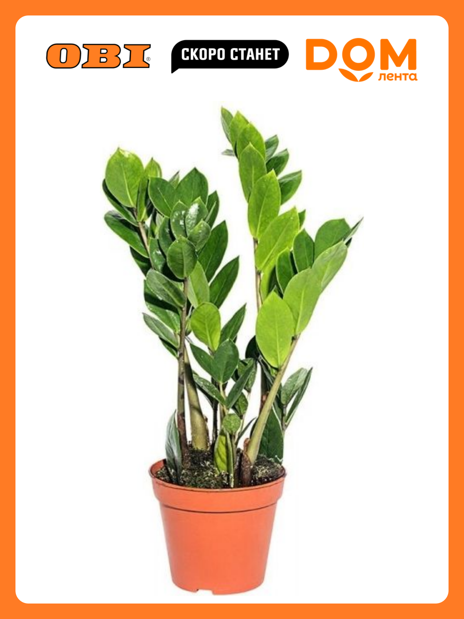 Растение Замиокулькас "Микс", декоративно-лиственное, высота 50 см, диаметр горшка 12 см