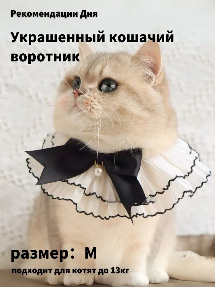 Бабочка для кота
