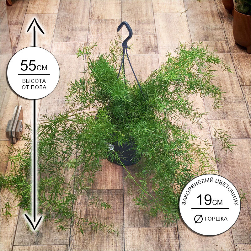 Аспарагус Денсифлора Шпренгери подвесной 19*55, живое комнатное растение в горшке