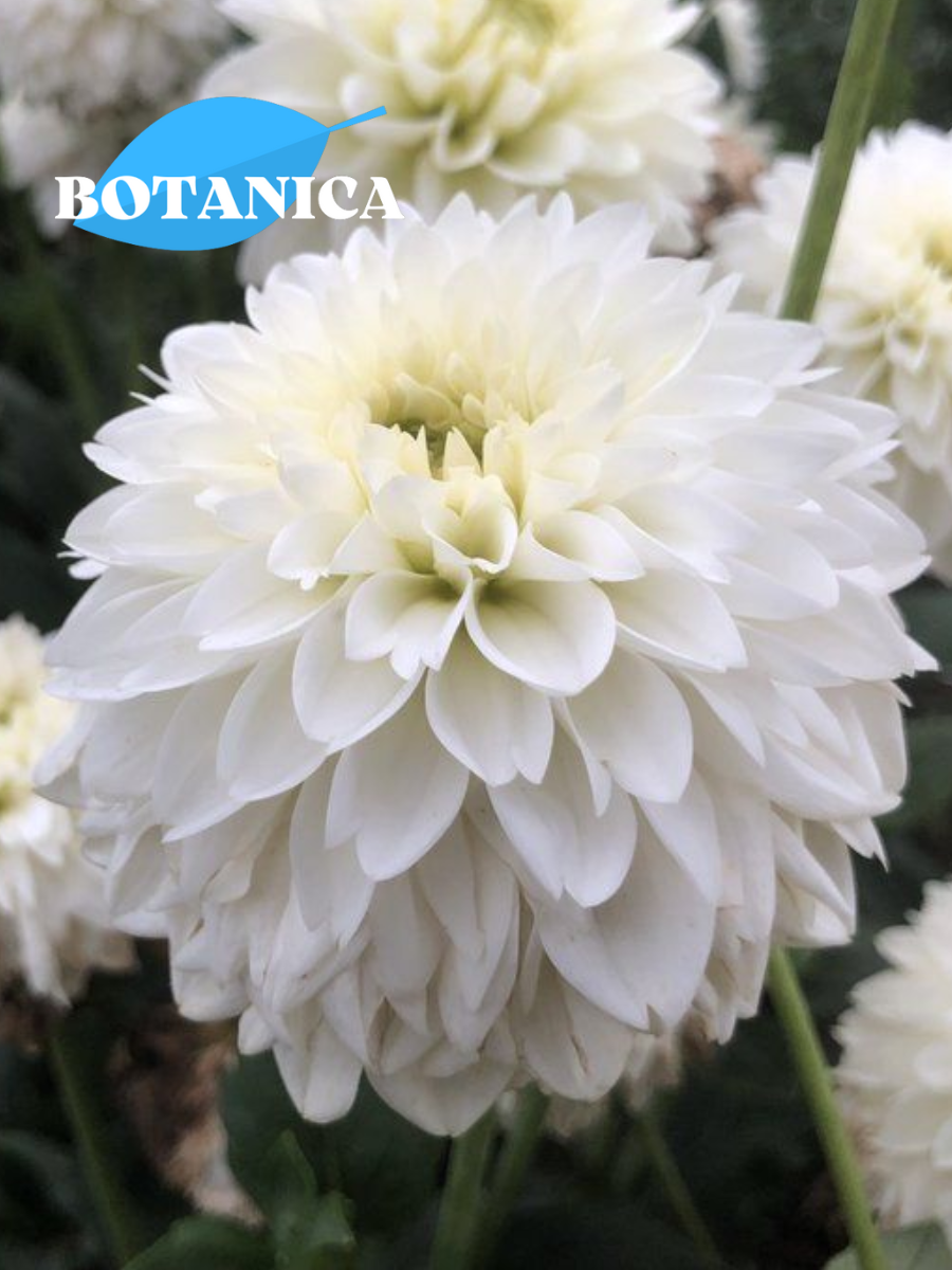 Клубни цветов, botanica garden, Георгина Полар Айс (1 штука)