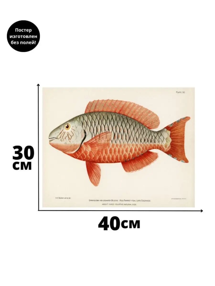 Постер в морском стиле Рыба в ретро стиле