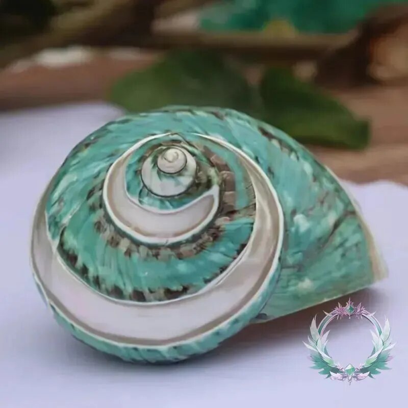 Ракушка морская, натуральная Турбо с полосой для аквариума, натуральная раковина моллюска, 90мм