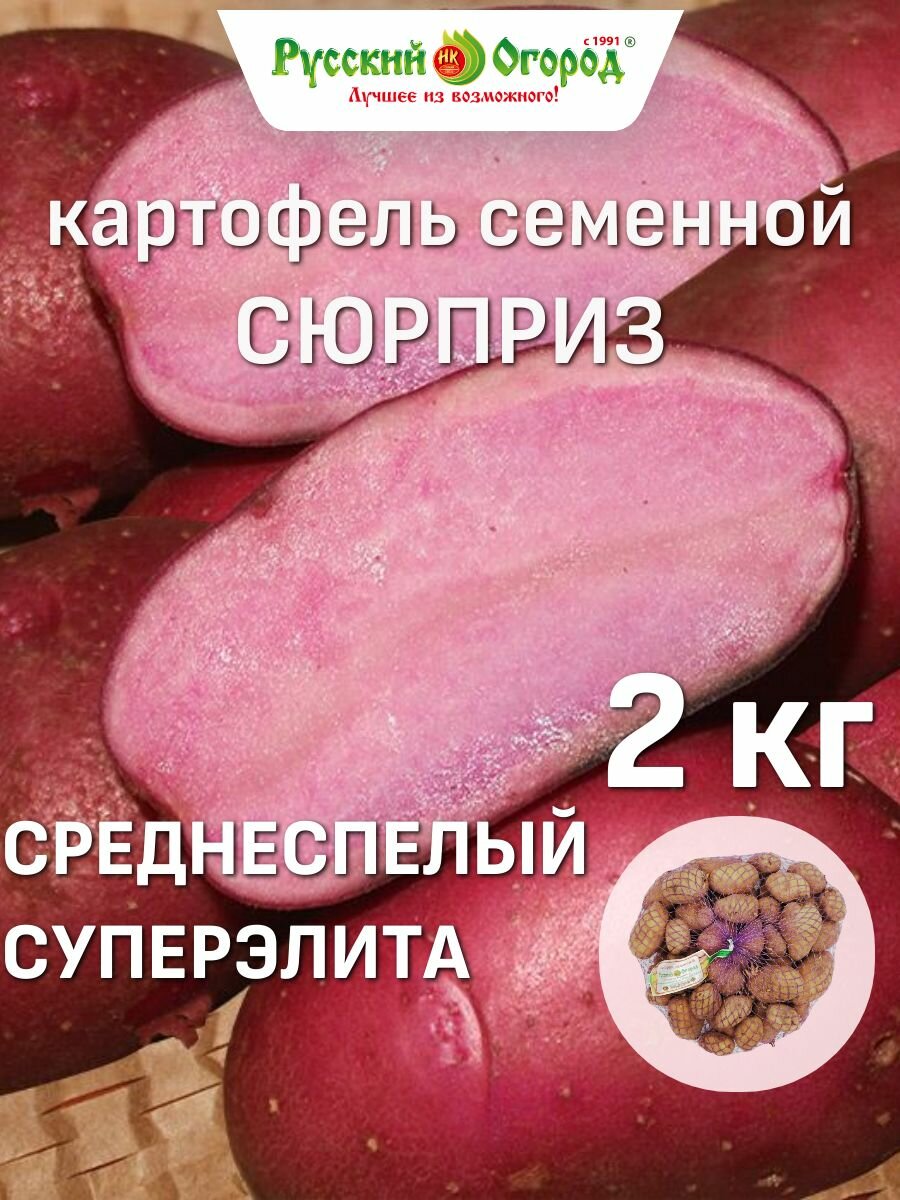 Картофель семенной Сюрприз