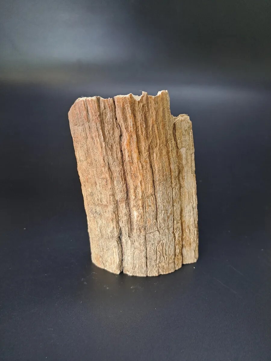 Бивень мамонта для коллекции