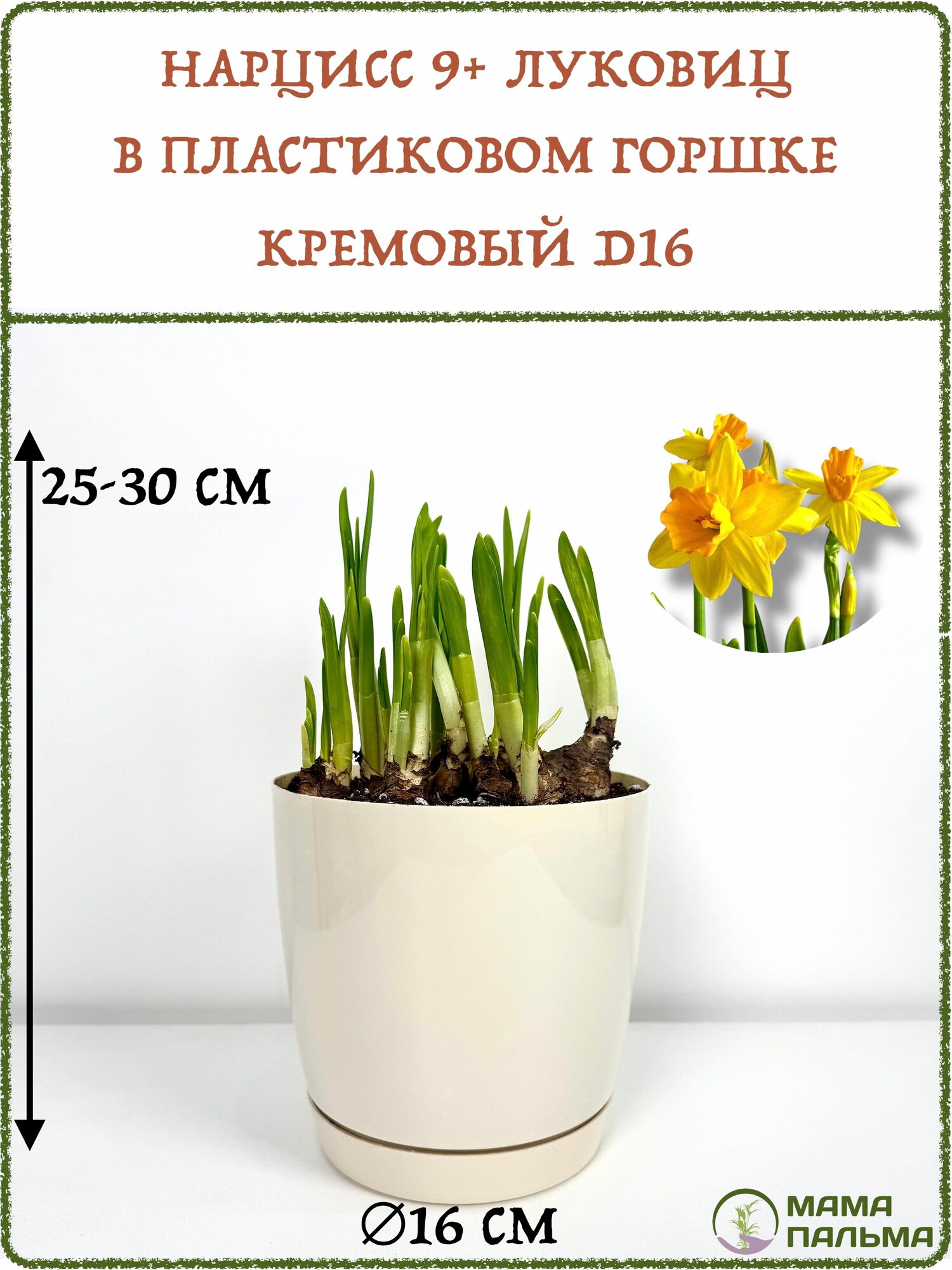 Нарцисс 9+ луковиц в пластиковом кремовом горшке D16 см высота 25-30 см, живое растение