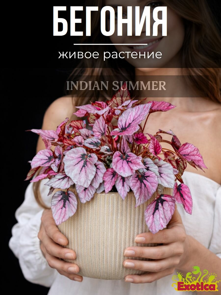 Бегония Индийское Лето, или Индиан Саммер (Begonia Beleaf Indian Summer) D6см, живое растение