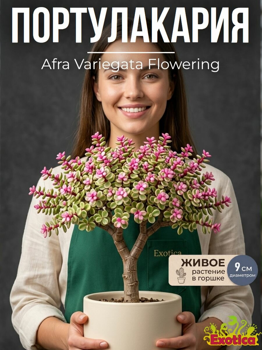 Портулакария Афра Вариегатная, Цветущая (Portulacaria Afra Variegata Flowering) D9см, живое растение