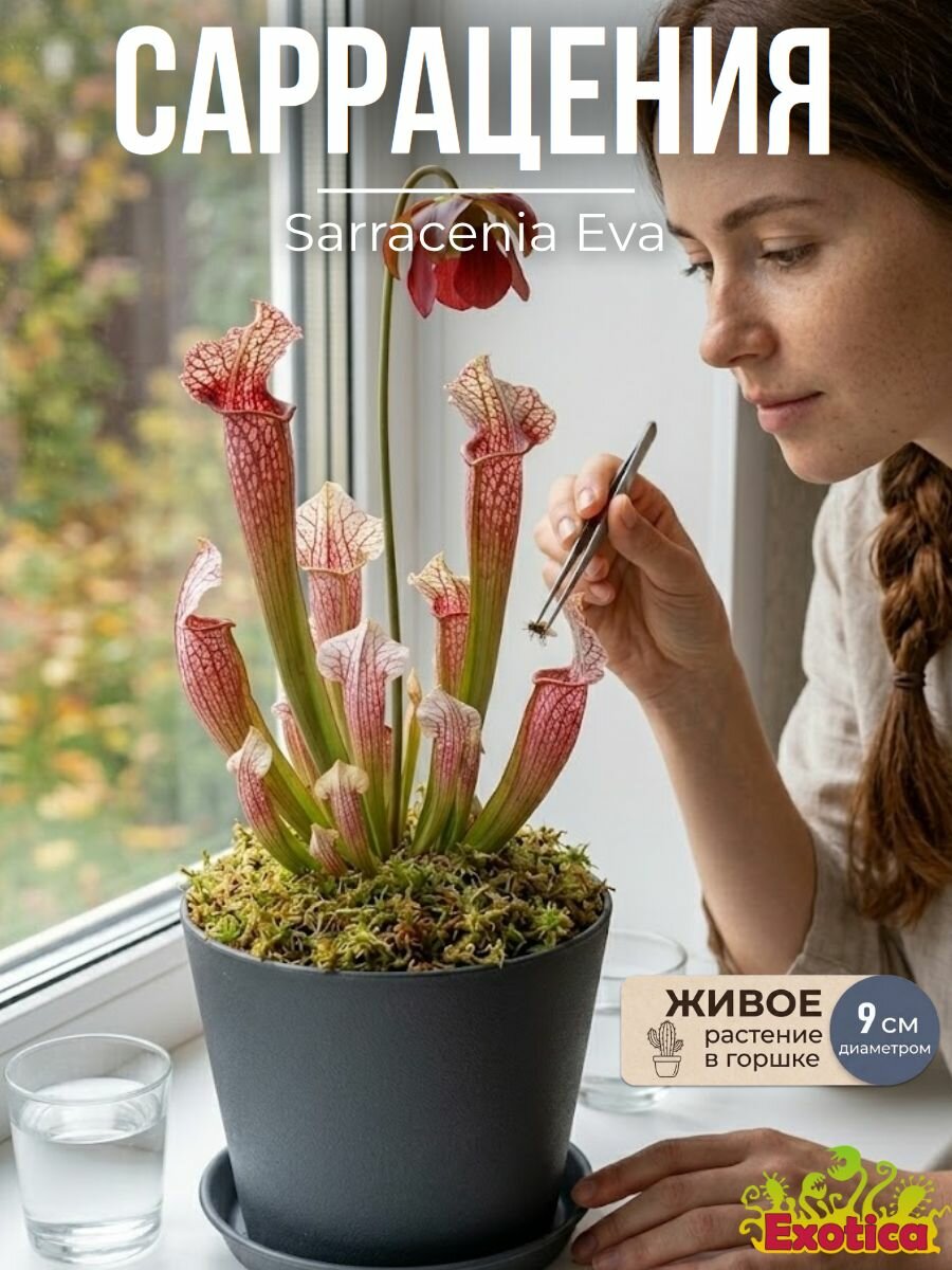 Саррацения Эва (лат. Sarracenia Eva) D9см, хищное растение