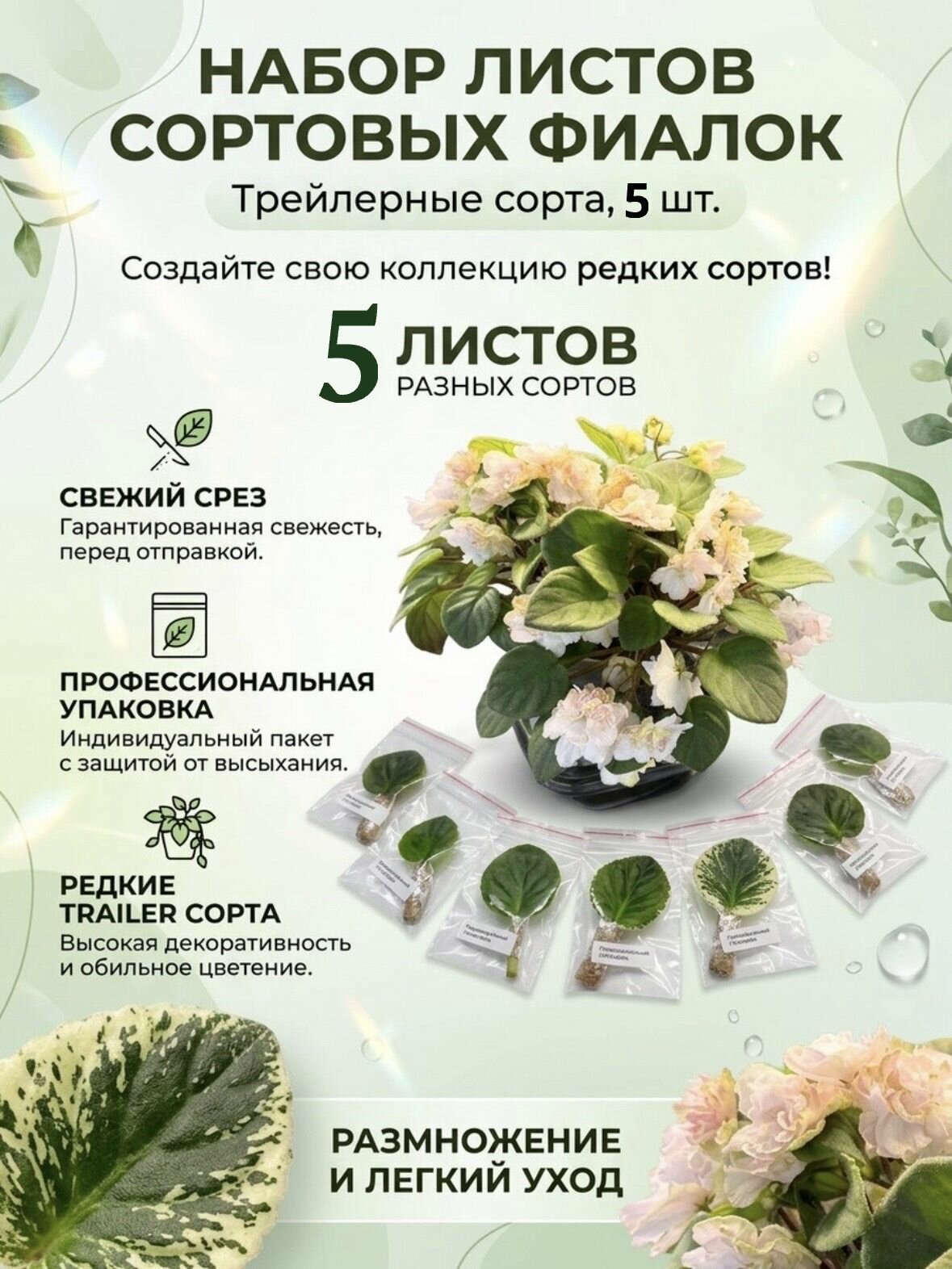 Листики сортовых фиалок-трейлеров, 5 сортов, фиалка комнатная живая
