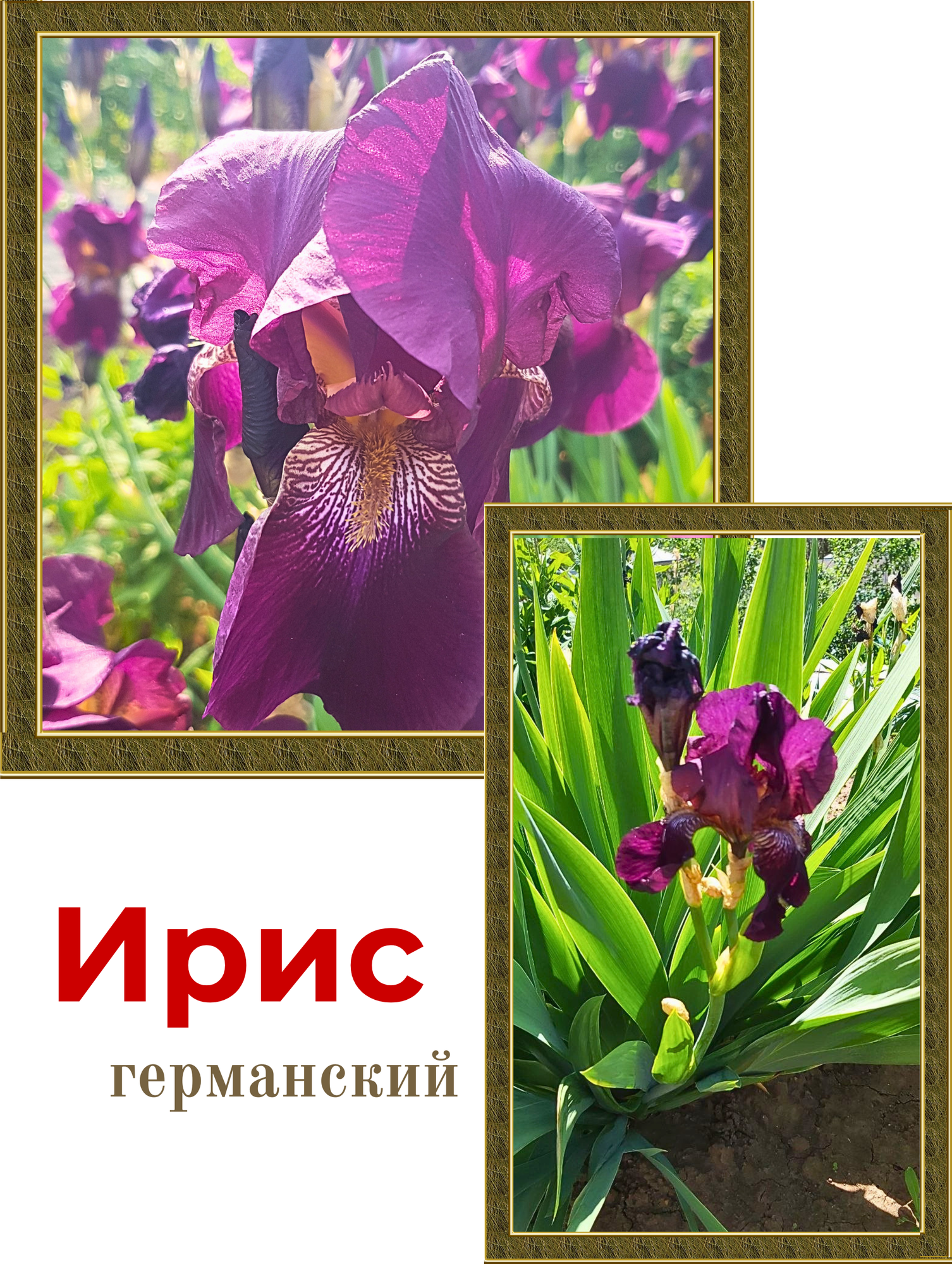 Ирис германский фиолетовый