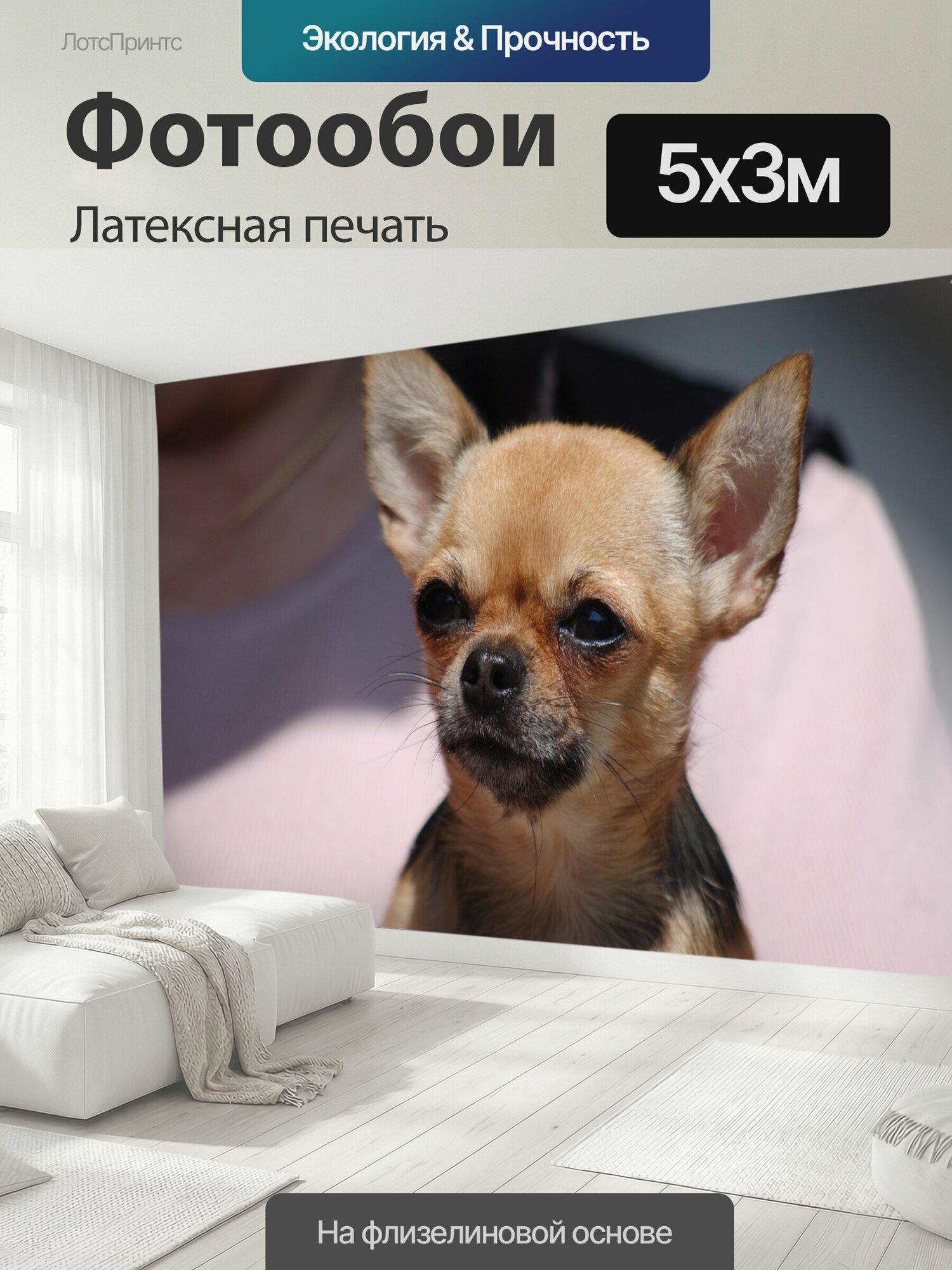 Фотообои моющиеся ударопрочные "Маленькая собака, собачка, чихуахуа" 500x300 см. латексная печать