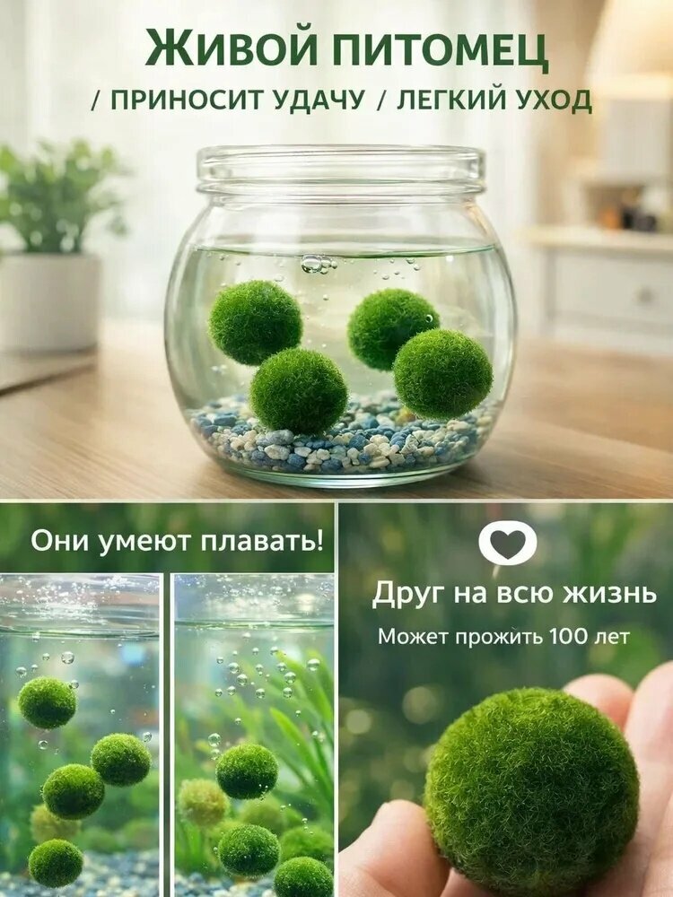 Живые водорослиНабор 4 шт, Натуральный мох шарики для аквариума, Символ удачи и любви