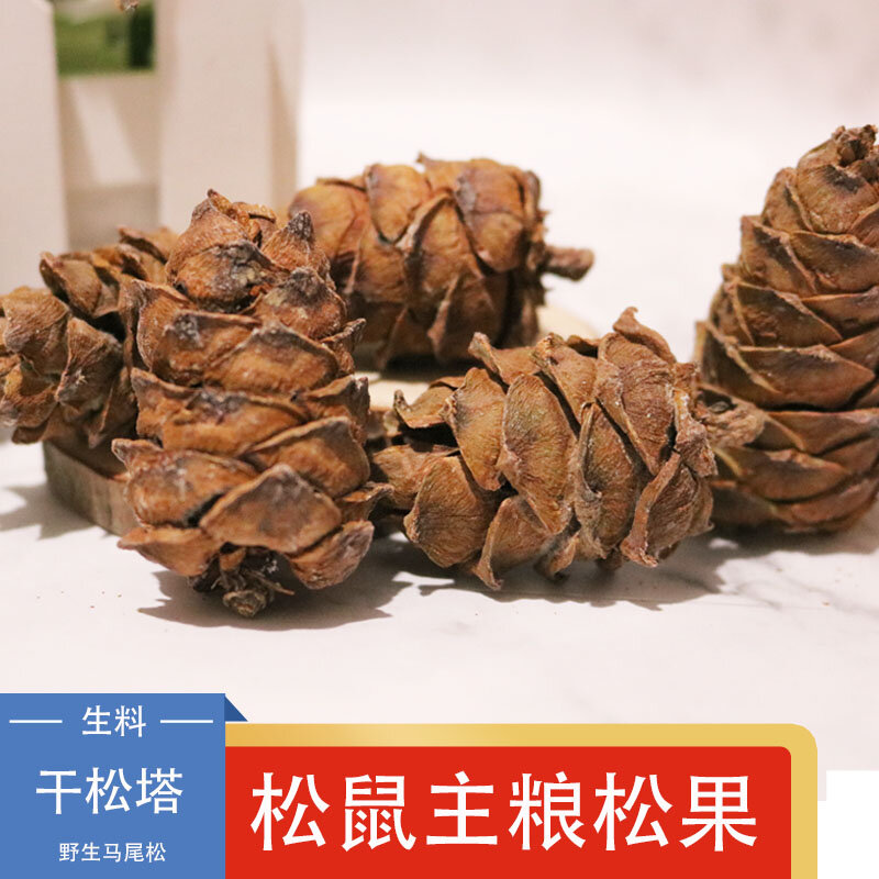 Дикие сосновые шишки для белок натуральный корм-зубочистка для грызунов 100г