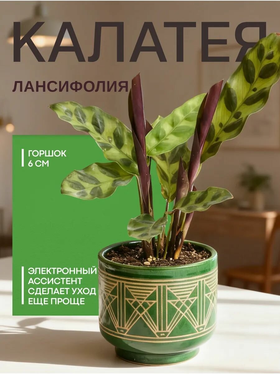 Калатея Лансифолия Живое комнатное растение