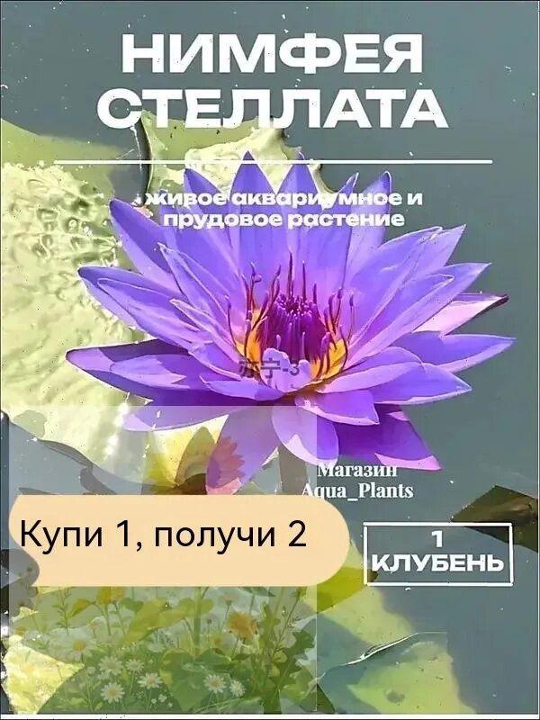 Нимфея стеллата - живое растение для пруда и аквариума, 1 клубень