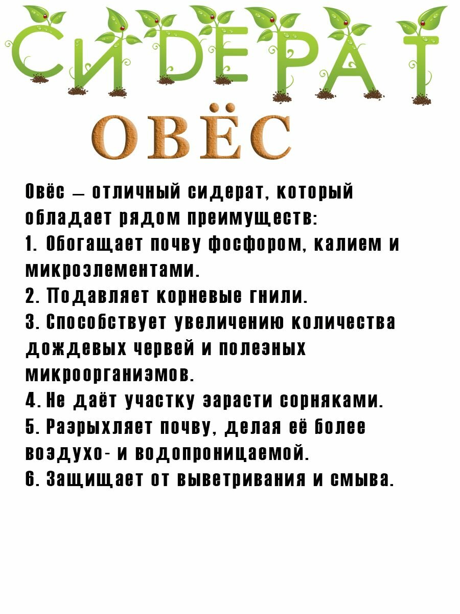 Сидерат Овес — фото 1