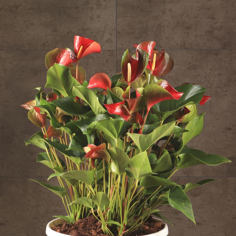 Комнатное растение LuxuryPlants Антуриум Красный 60/30 в горшке — фото 1