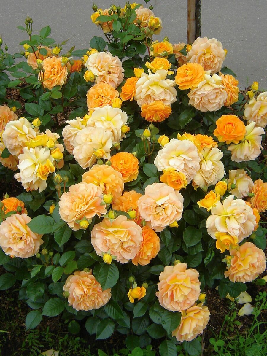 Роза флорибунда Гольдэльзе / 1 шт, многолетняя, обильноцветущая