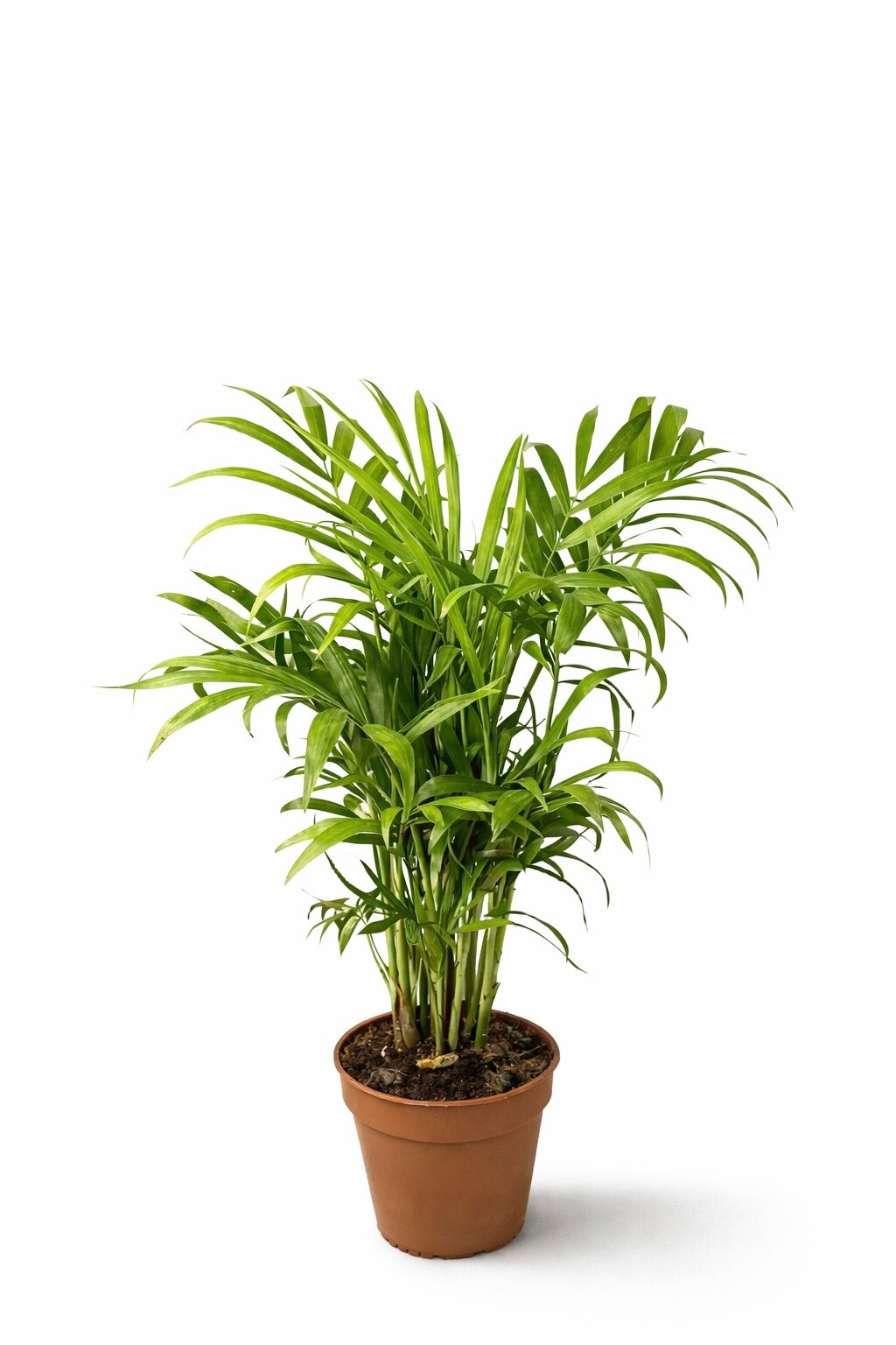 Хамедорея (Chamaedorea) 9см