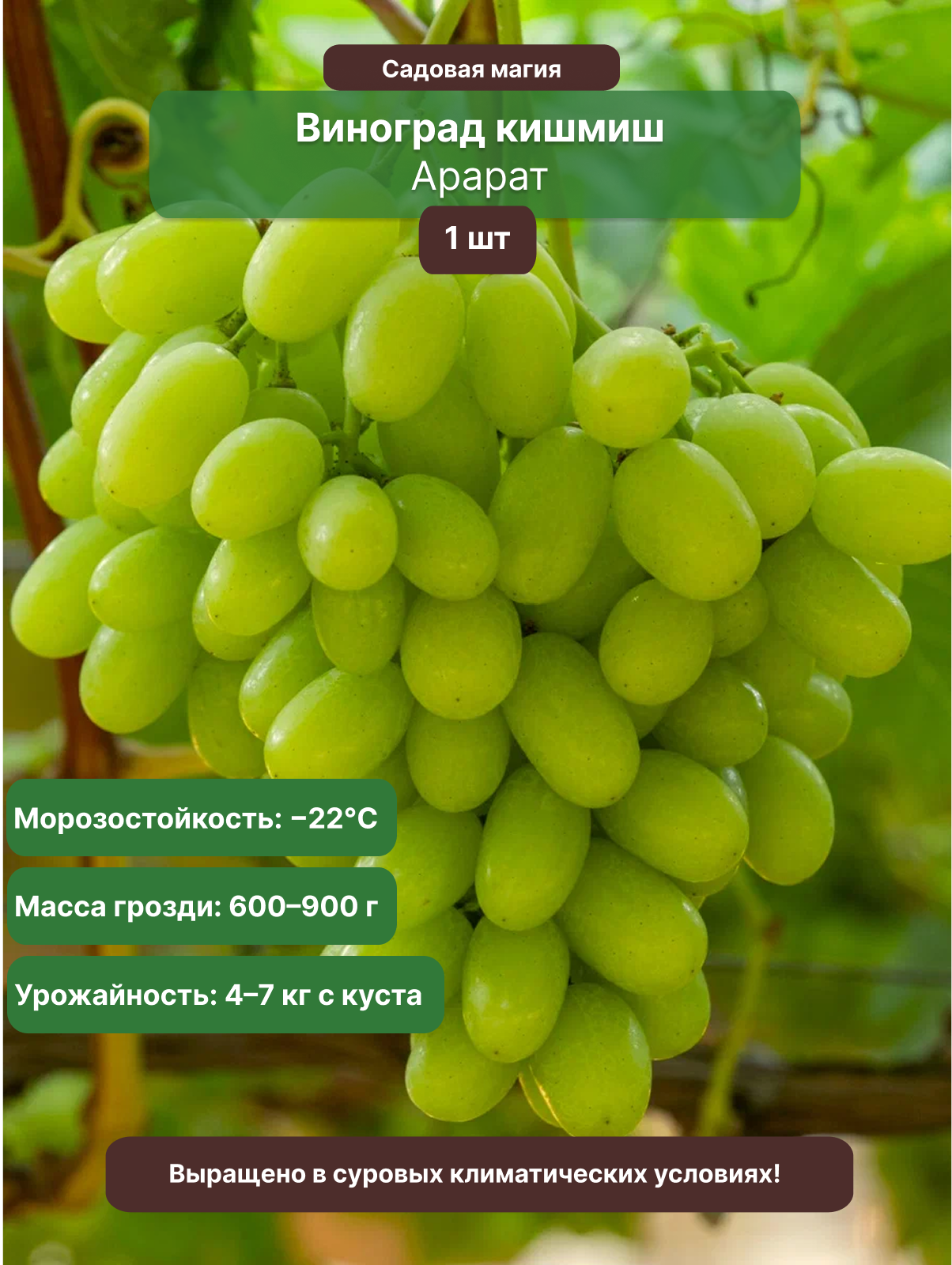 Виноград кишмиш Арарат 1 шт / многолетний, морозостойкий сорт