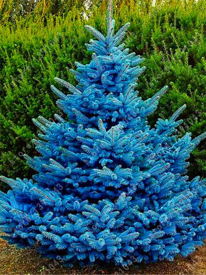Ель Голубая Неон, Семена 50 шт