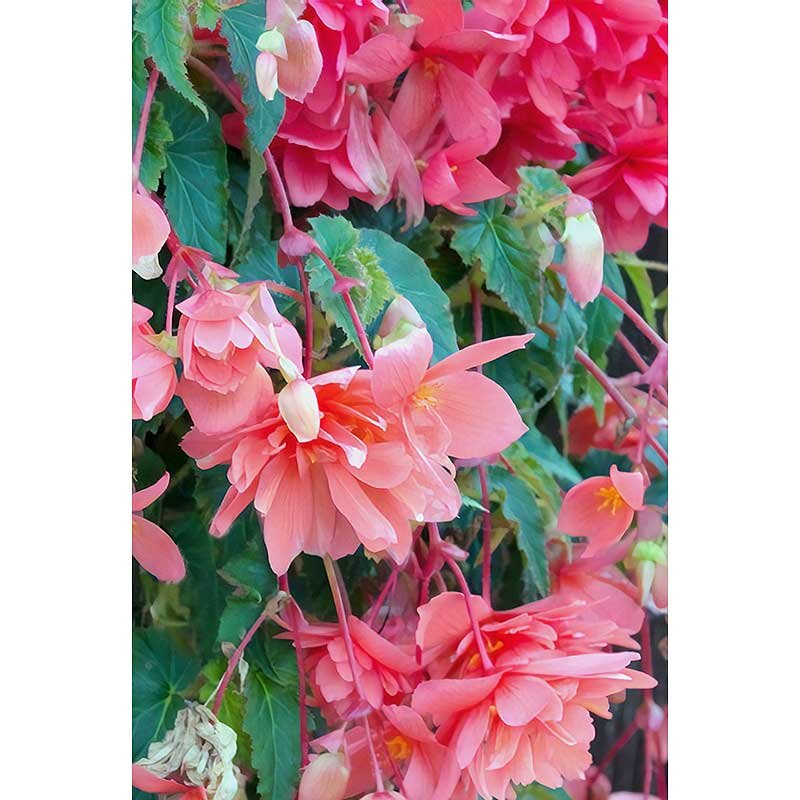 Клубень - бегония Пендула Розовая ( каскадная ) 1 шт , Садовита