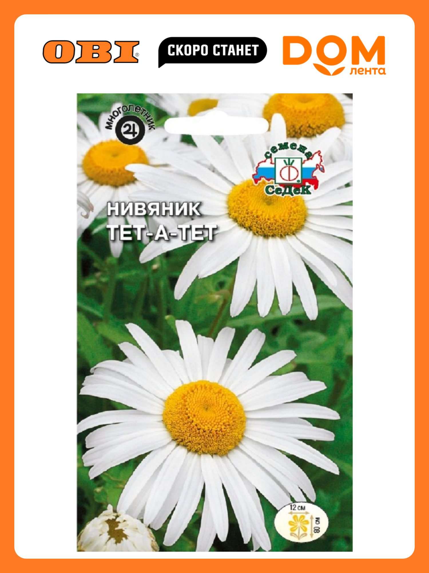 Цветок Нивяник Тет-а-тет