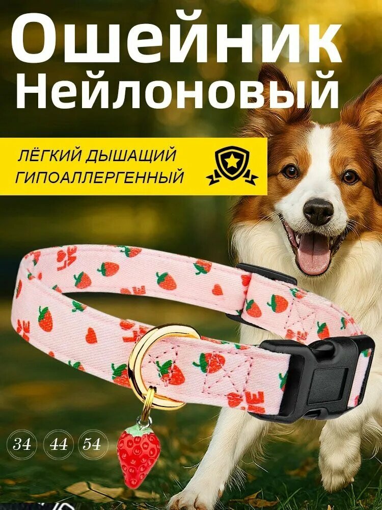 Ошейник