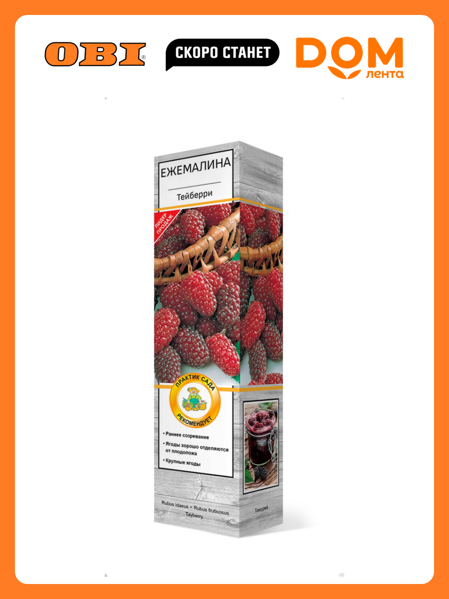 Саженец Ежемалина Тейберри Медана С1 Н37