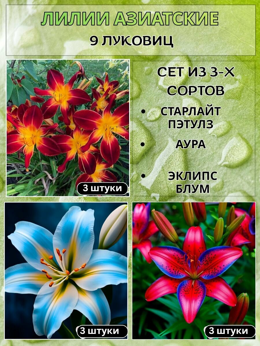 Лилии азиатские, сет из 3-х сортов, луковицы 9 штук