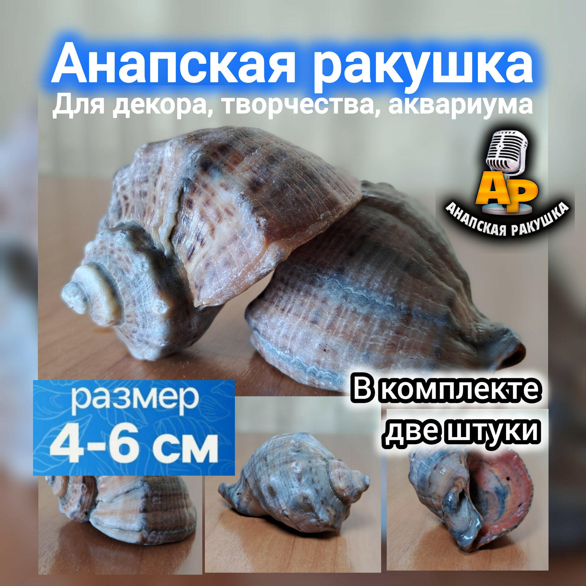 Ракушка Анапская, морская 4-6 см две штуки