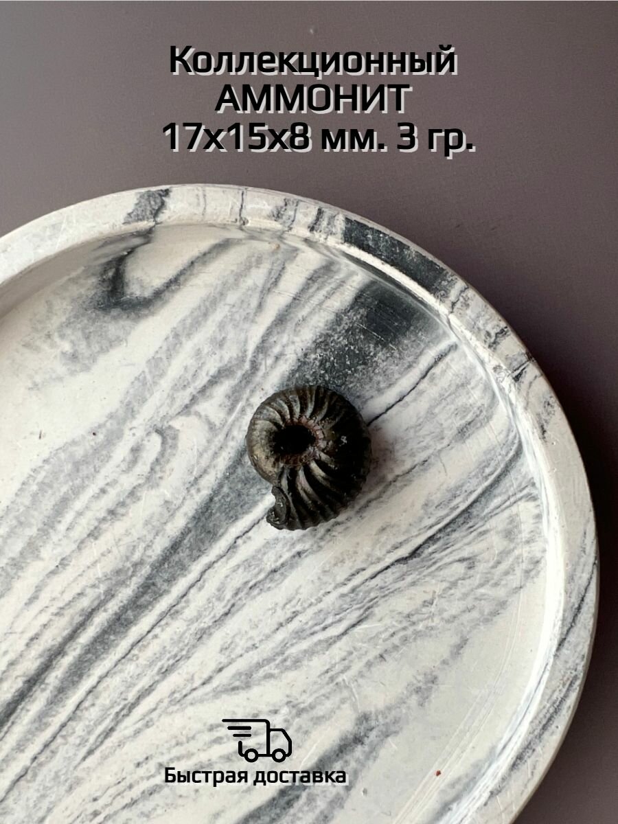 Коллекционный цельный Аммонит замешен Пиритом