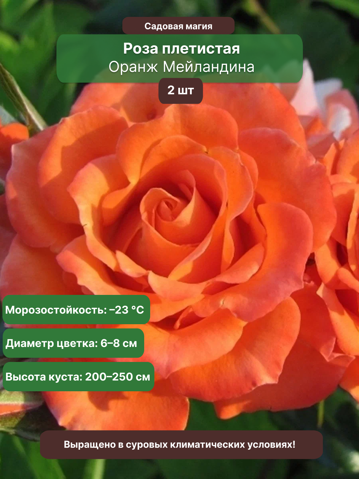 Роза плетистая "Оранж Мейландина", многолетняя, оранжево , 2 шт