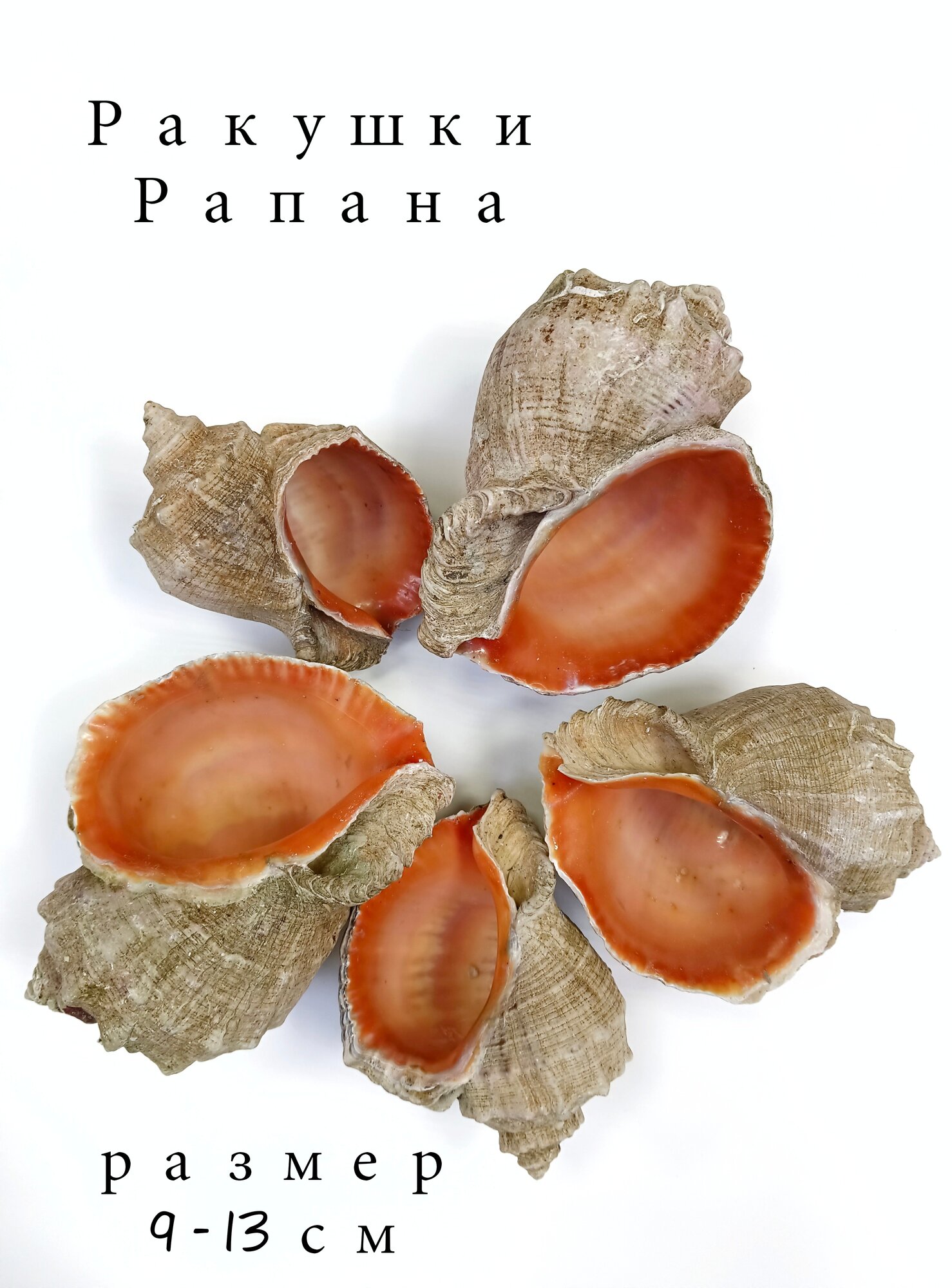 Ракушка Рапана 1 шт