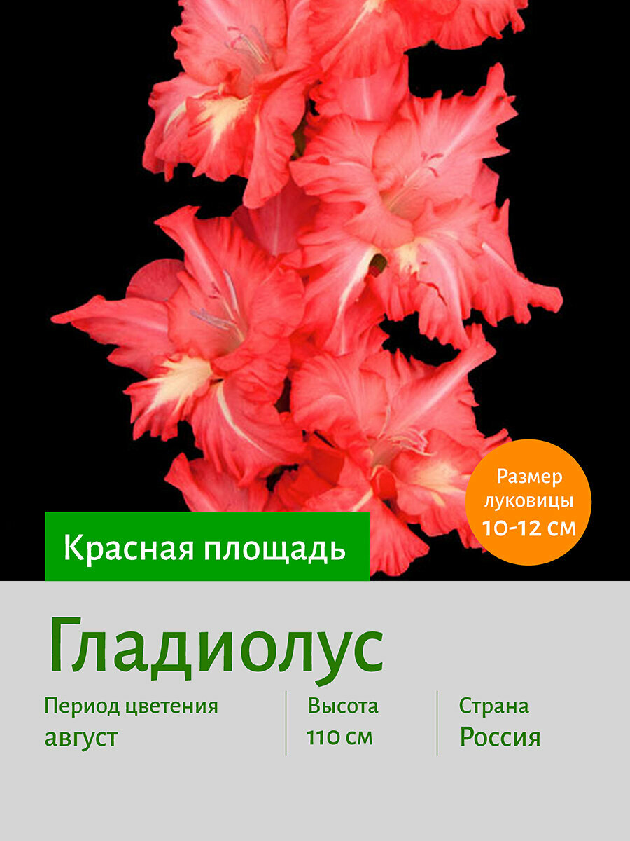 Гладиолус Красная площадь (Krasnaya Ploshchad) луковицы 1 шт сотка