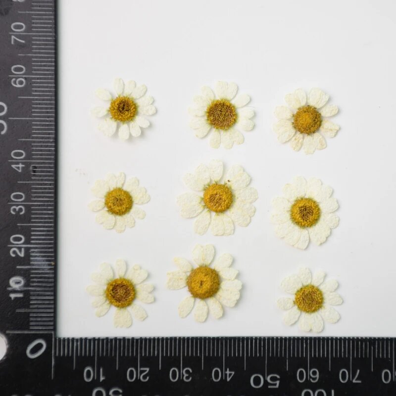 Натуральные прессованные лепестки ромашки 12 шт, для творчества