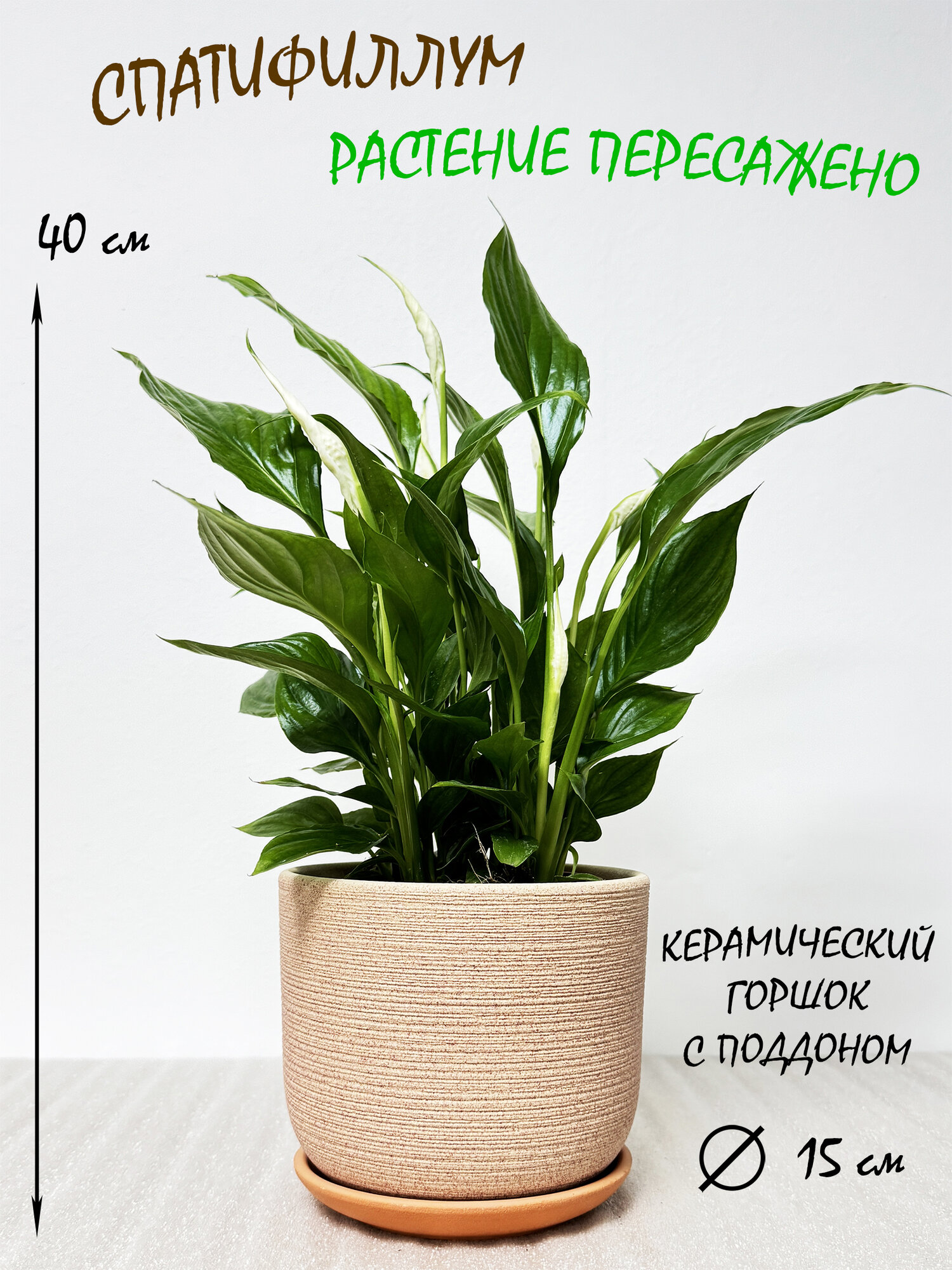 Спатифиллум в кремовом керамическом горшке с поддоном, высота 35-40см