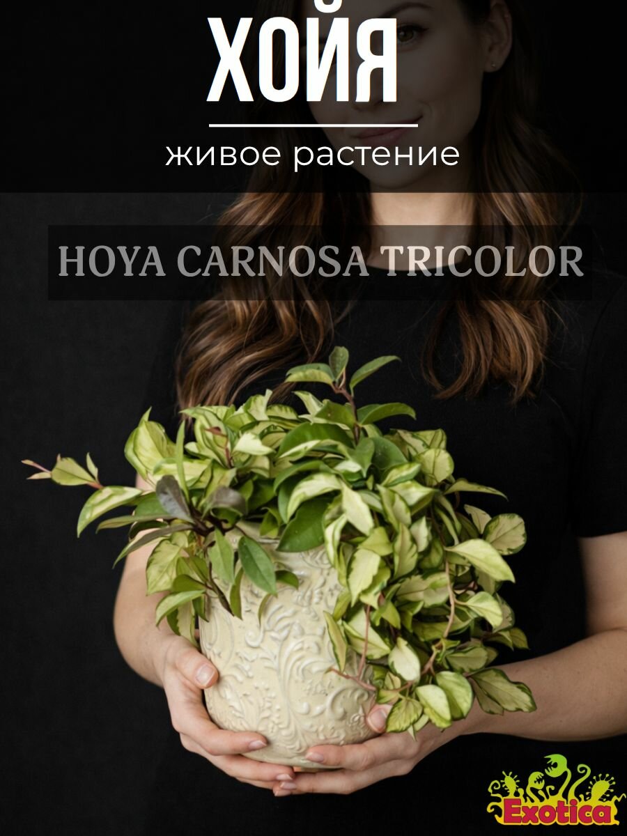 Хойя Карноза Триколор (Hoya Carnosa Tricolor) D9см, комнатный цветок