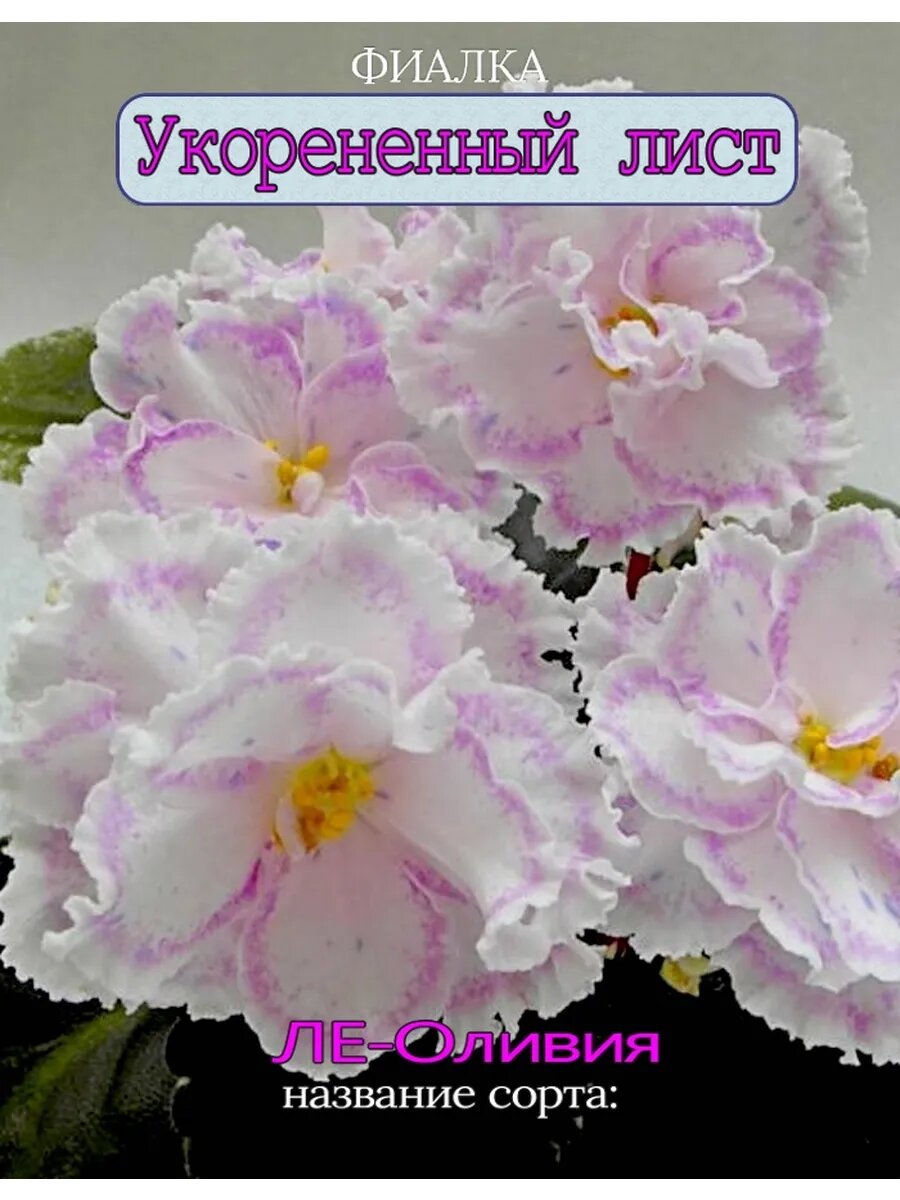 Фиалка живая в горшке комнатная сорт ЛЕ-Оливия (укорененный лист) 1 штука красивое