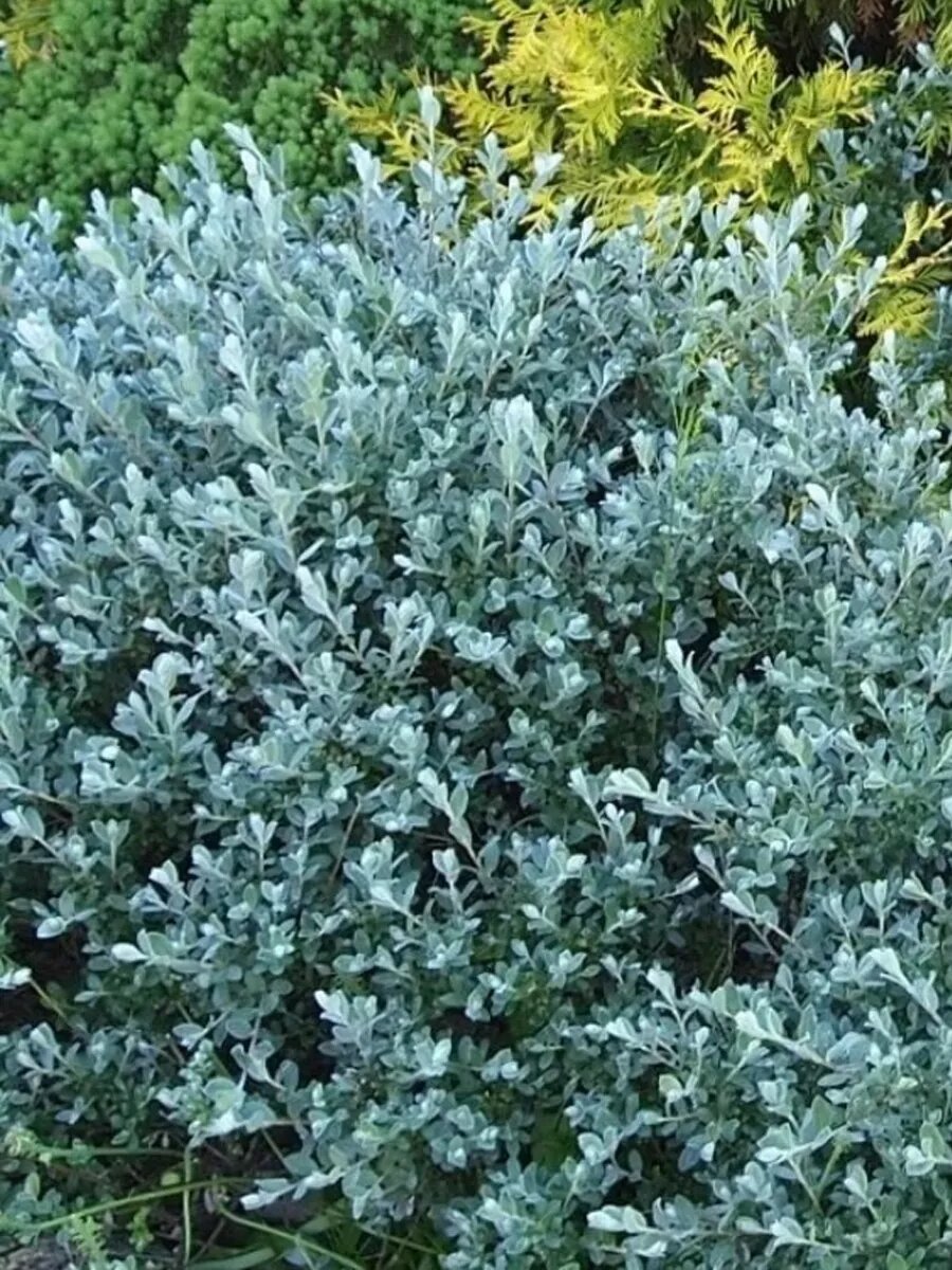 Ива ползучая Nitida — фото 1