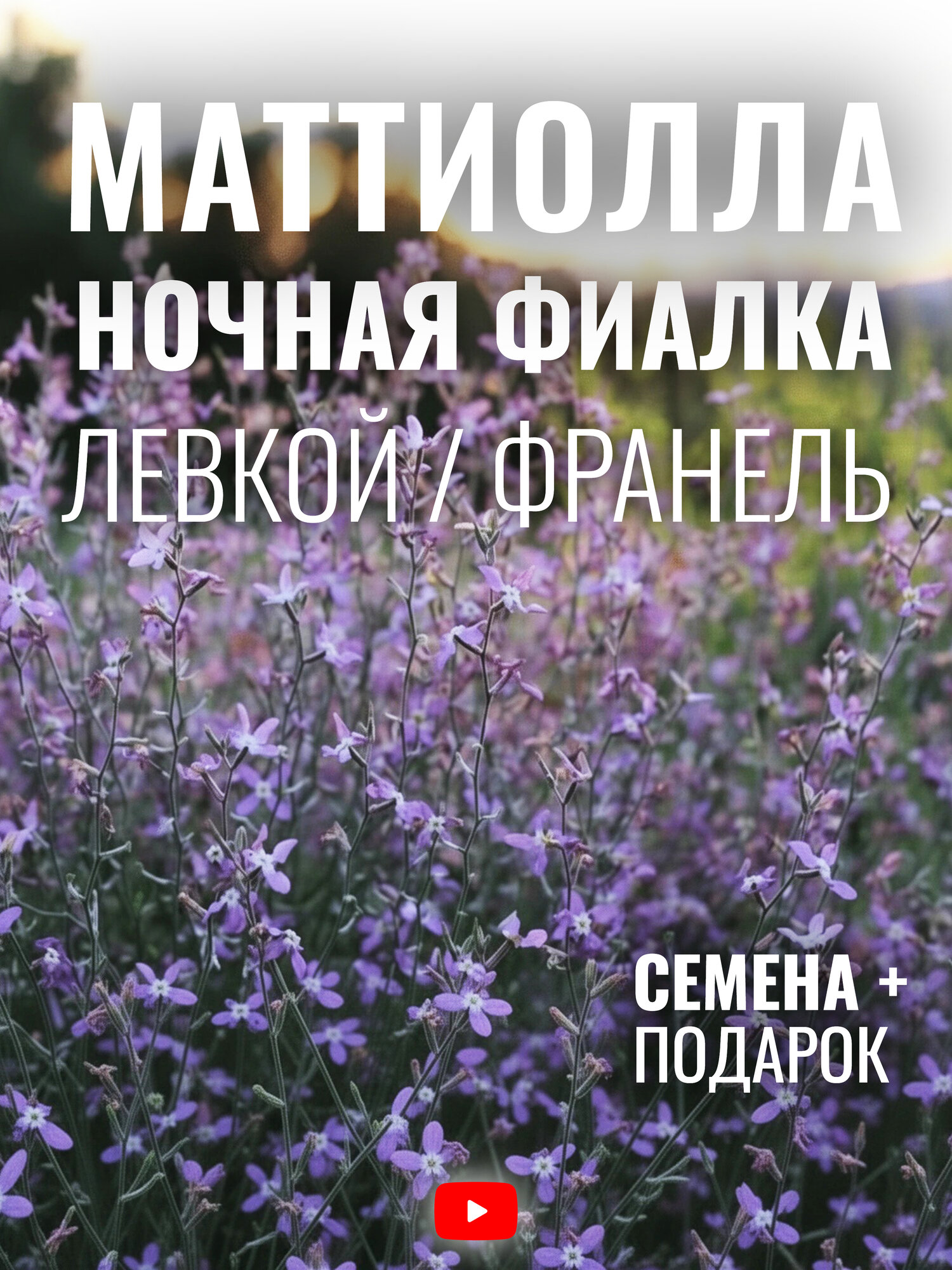 Маттиола Франель, Семена, 200 шт, семена садовых цветов, семена ароматных цветов