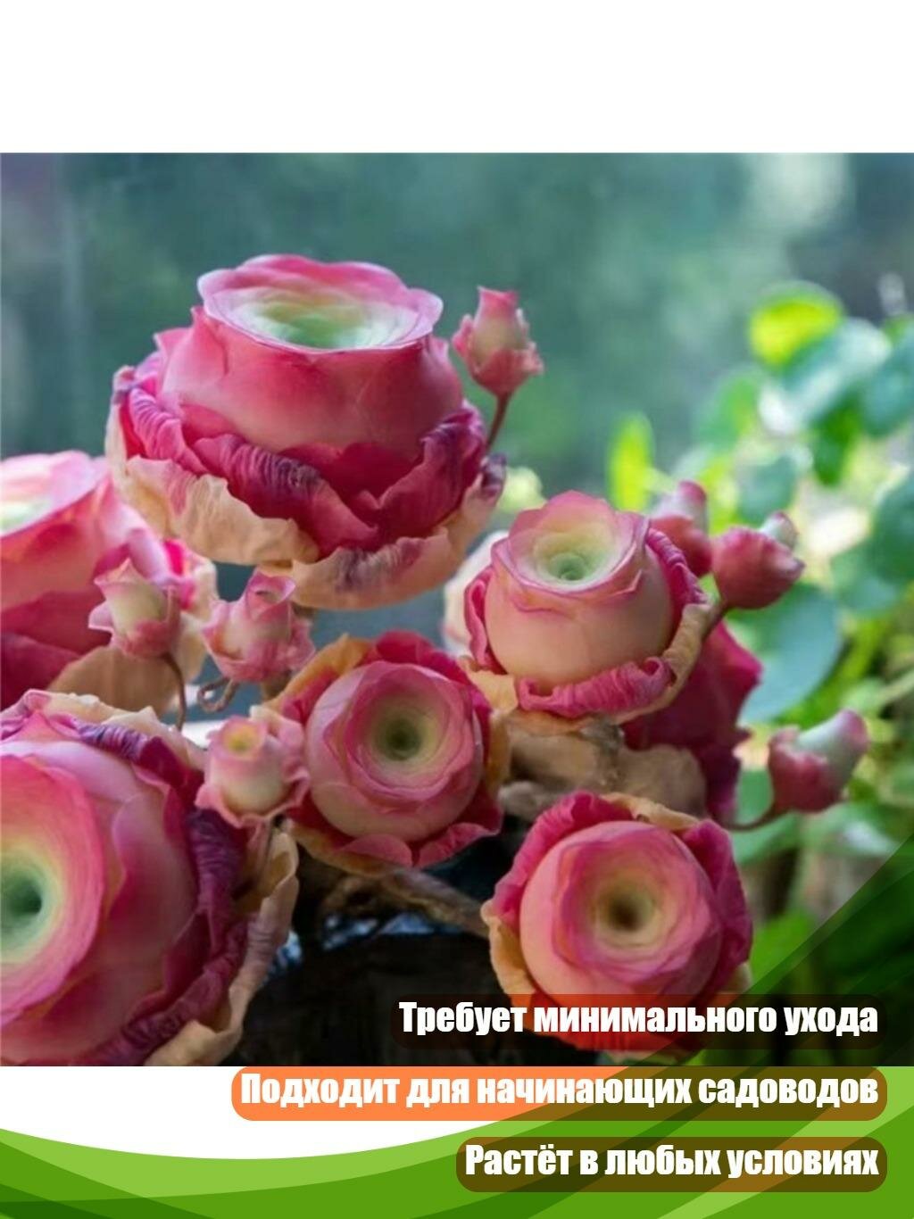 Семена горного розового суккулента, 500 розовых роз