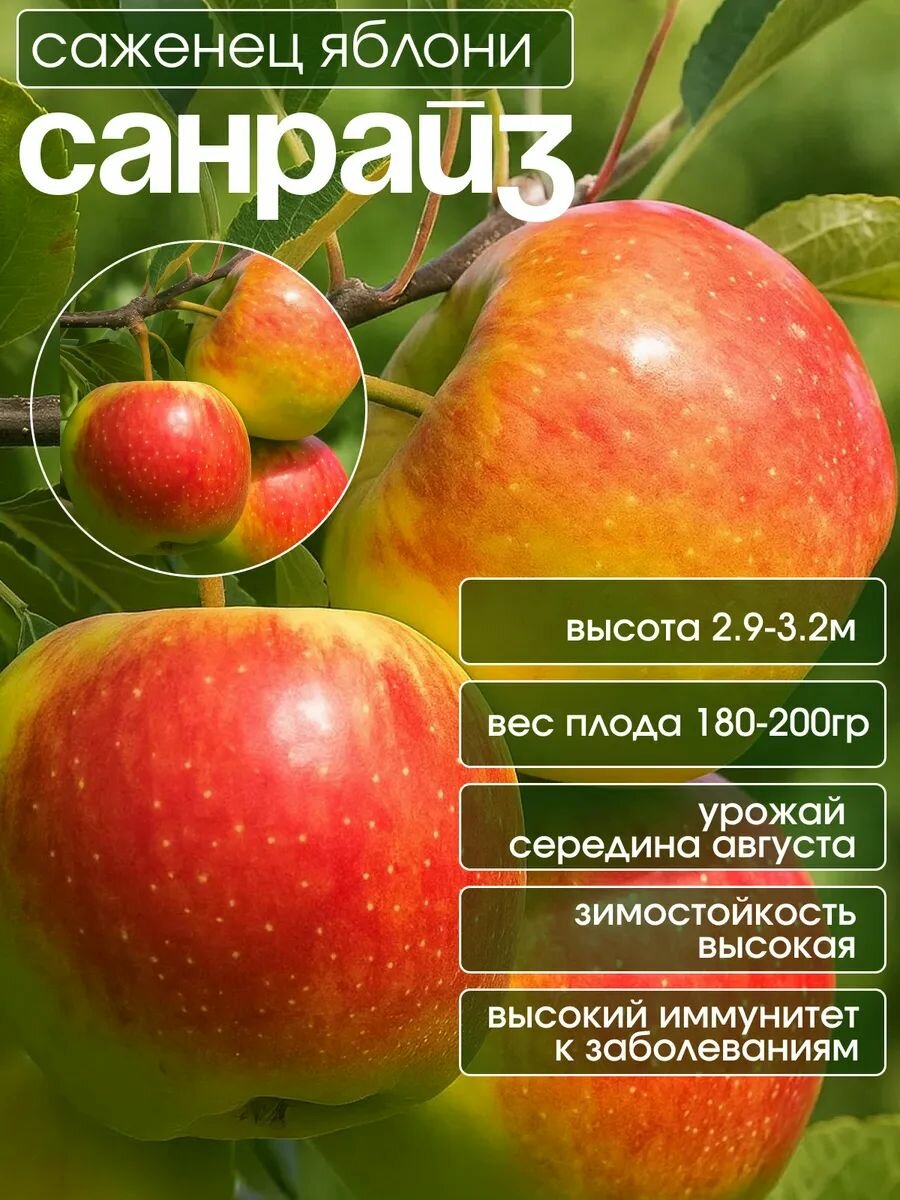 Яблоня "Санрайз"