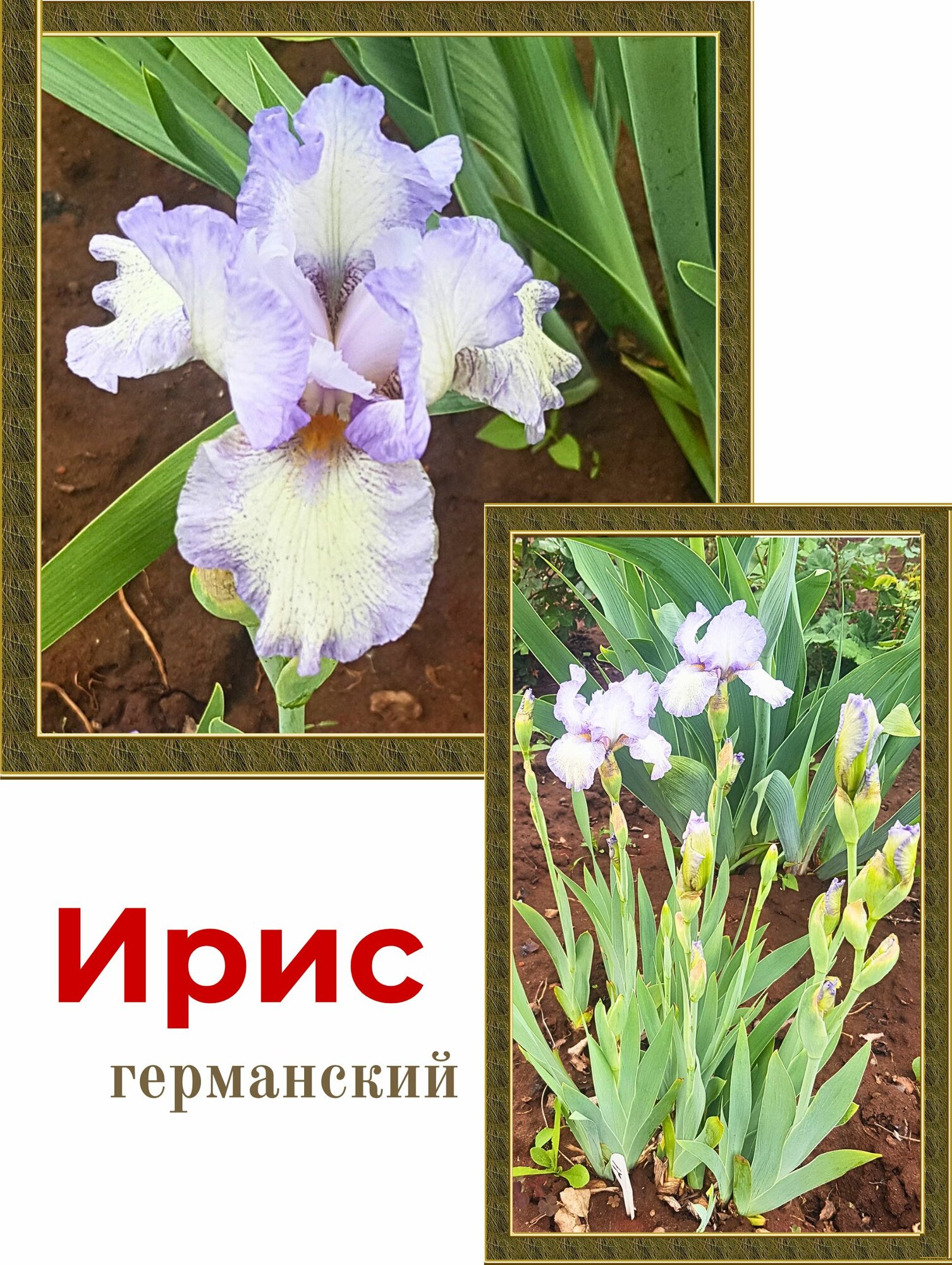 Ирис германский бородатый, карликовый