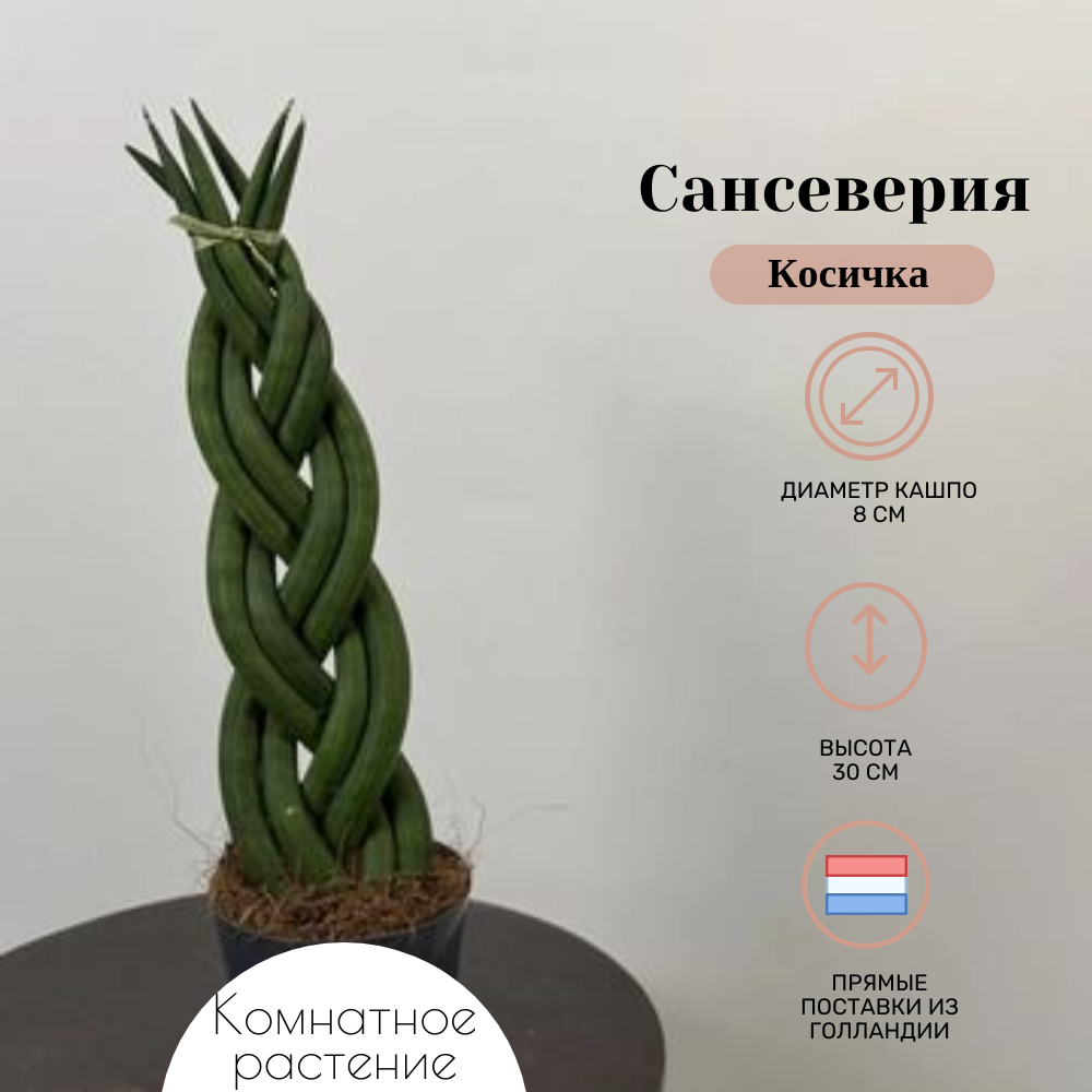 Комнатное растение Сансевиерия Косичка в транспортировочном кашпо, высота 30 см