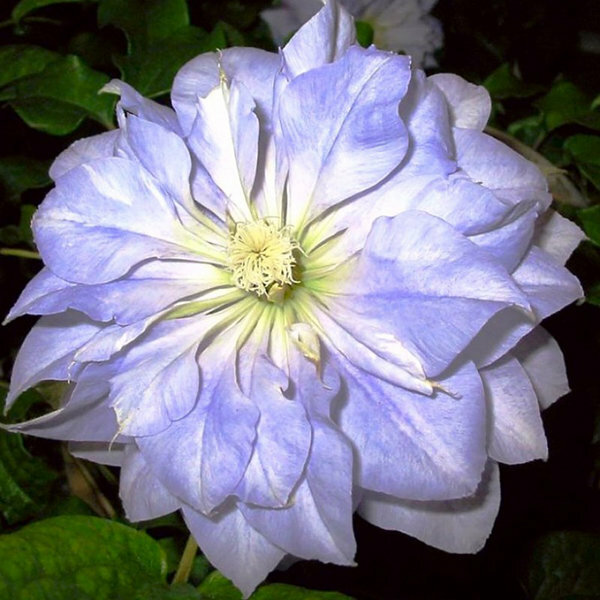 Клематис Даймонд Болл (1 саженец в горшке Р9), Польша