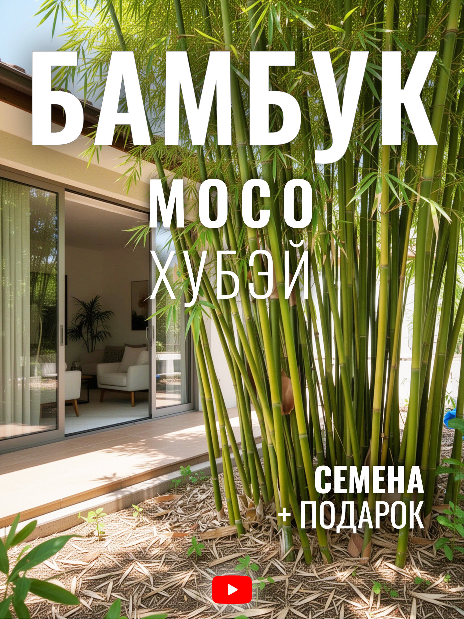 Бамбук Мосо Хубэй, Семена, 20 шт, семена экзотических растений